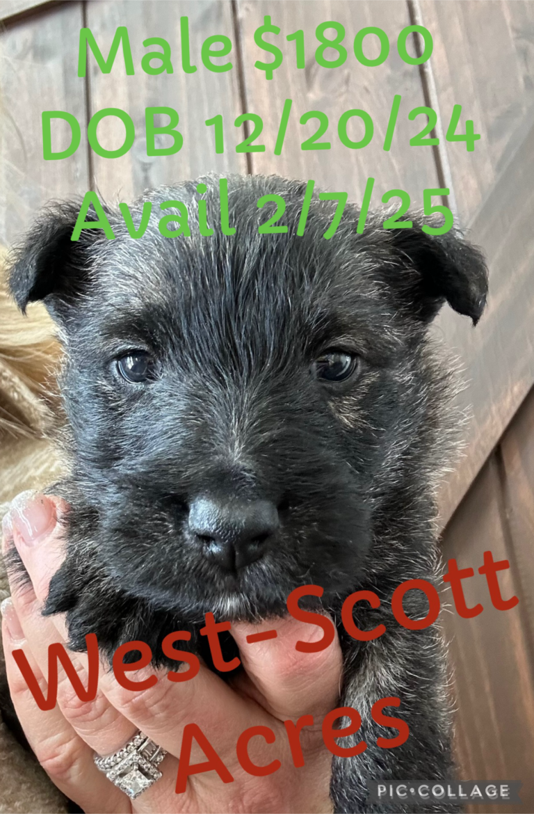 West-Scott Acres | Breeders of Scotties, Westies, West-Scotts & Mini ...